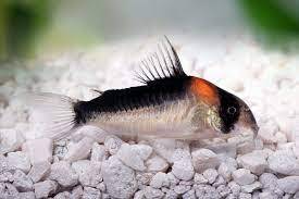 Corydoras Adolfoi